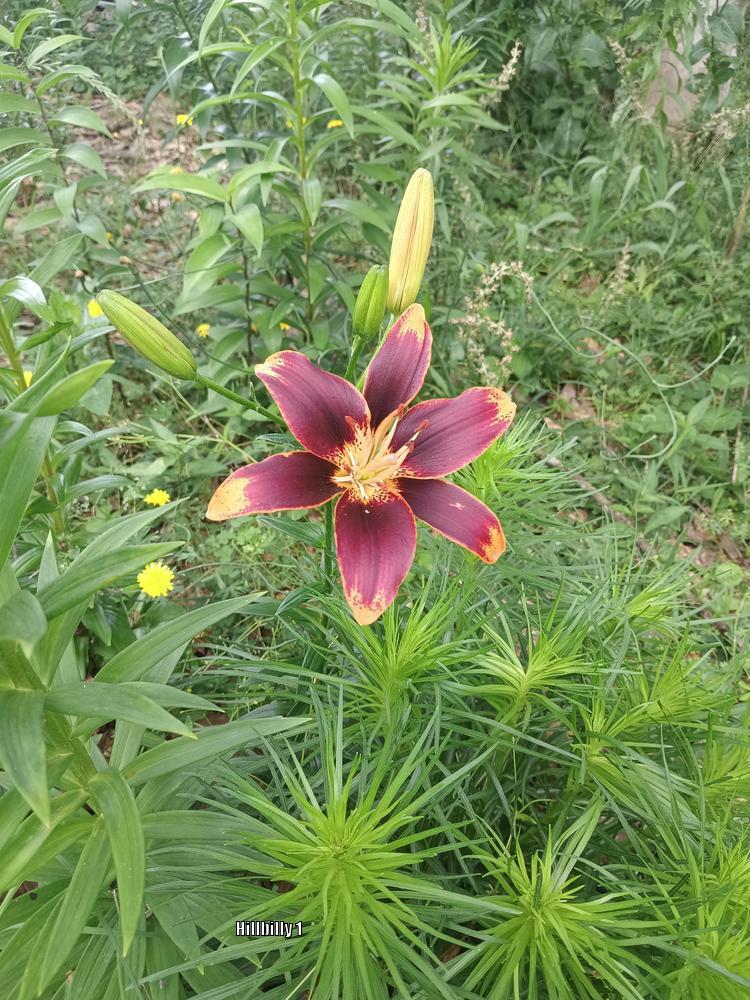 Photo of the bloom of Lily (Lilium 'Forever Susan') posted by HoodLily ...