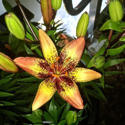 Lily (Lilium 'Tribal Dance') in the Lilies Database - Garden.org