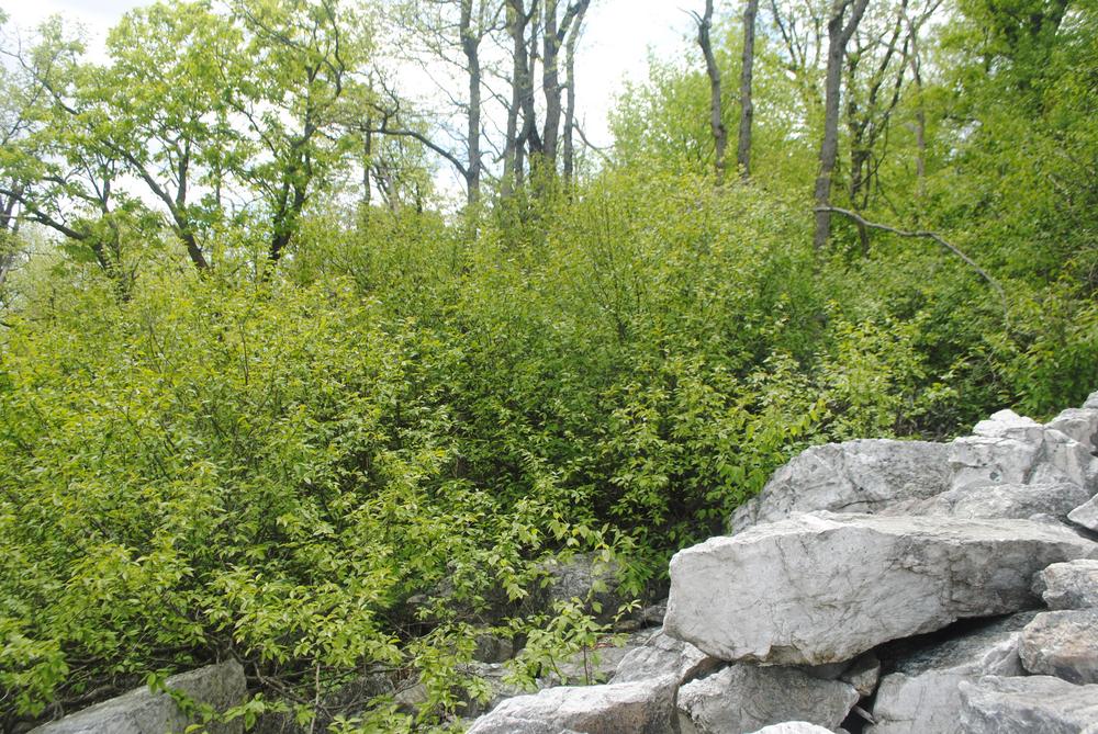 Photo of the entire plant of Catberry (Ilex mucronata) posted by ILPARW ...