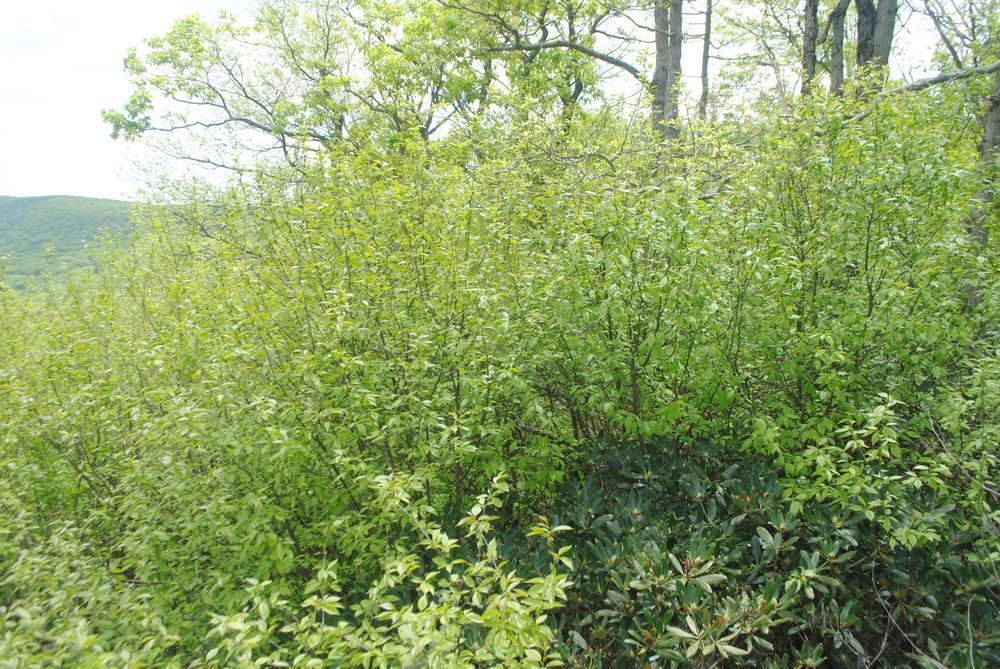 Photo of the entire plant of Catberry (Ilex mucronata) posted by ILPARW - Garden.org