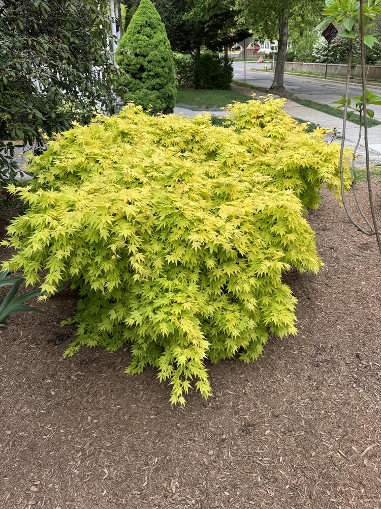 Japanese maple identification in the Ask a Question forum - Garden.org