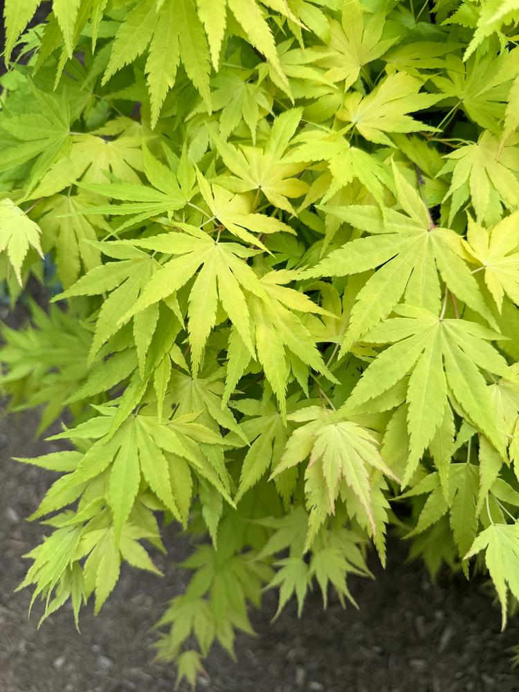 Japanese maple identification in the Ask a Question forum - Garden.org