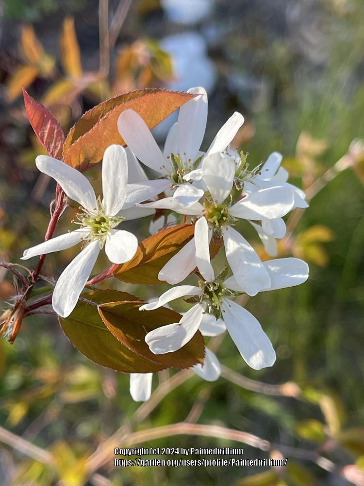 Photo of the bloom of Allegheny Serviceberry (Amelanchier laevis ...