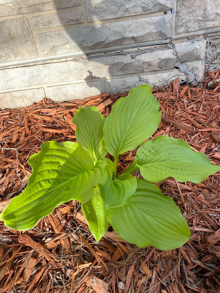 Identifying MN yard plants in the Plant ID forum - Garden.org