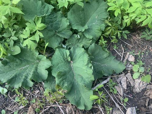 Identifying MN yard plants in the Plant ID forum - Garden.org