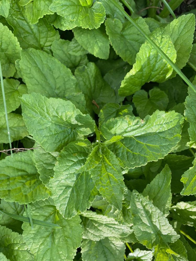 Identifying MN yard plants in the Plant ID forum - Garden.org