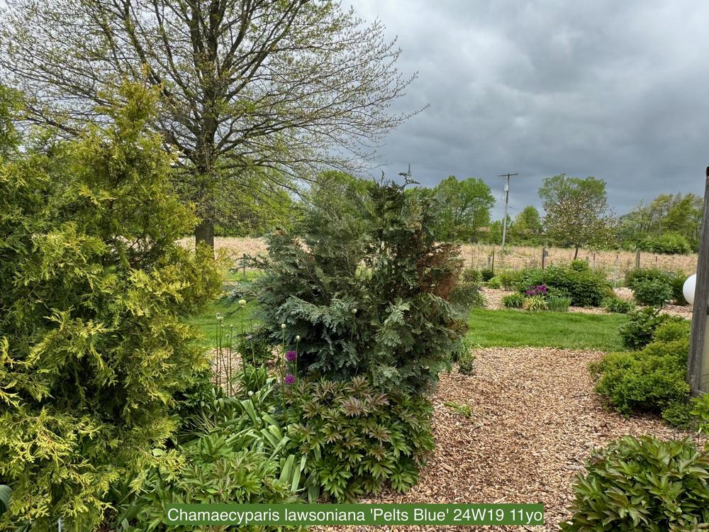 Photo of the entire plant of Lawson Cypress (Chamaecyparis lawsoniana ...