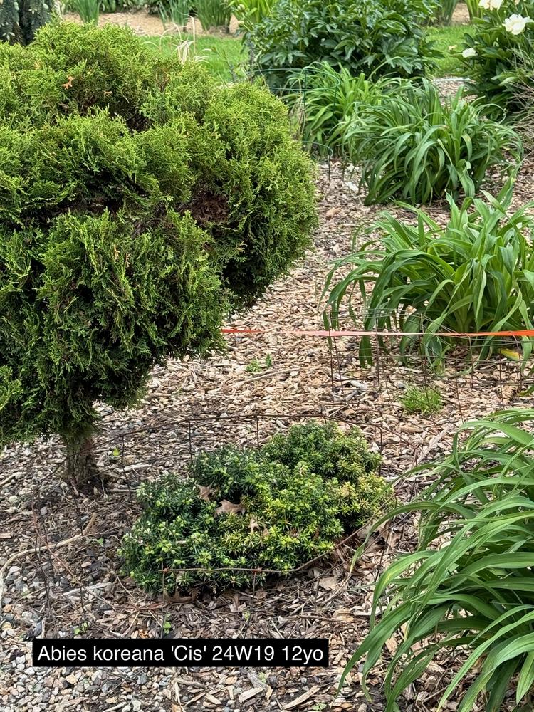 Photo of the entire plant of Abies koreana 'Cis' posted by ...