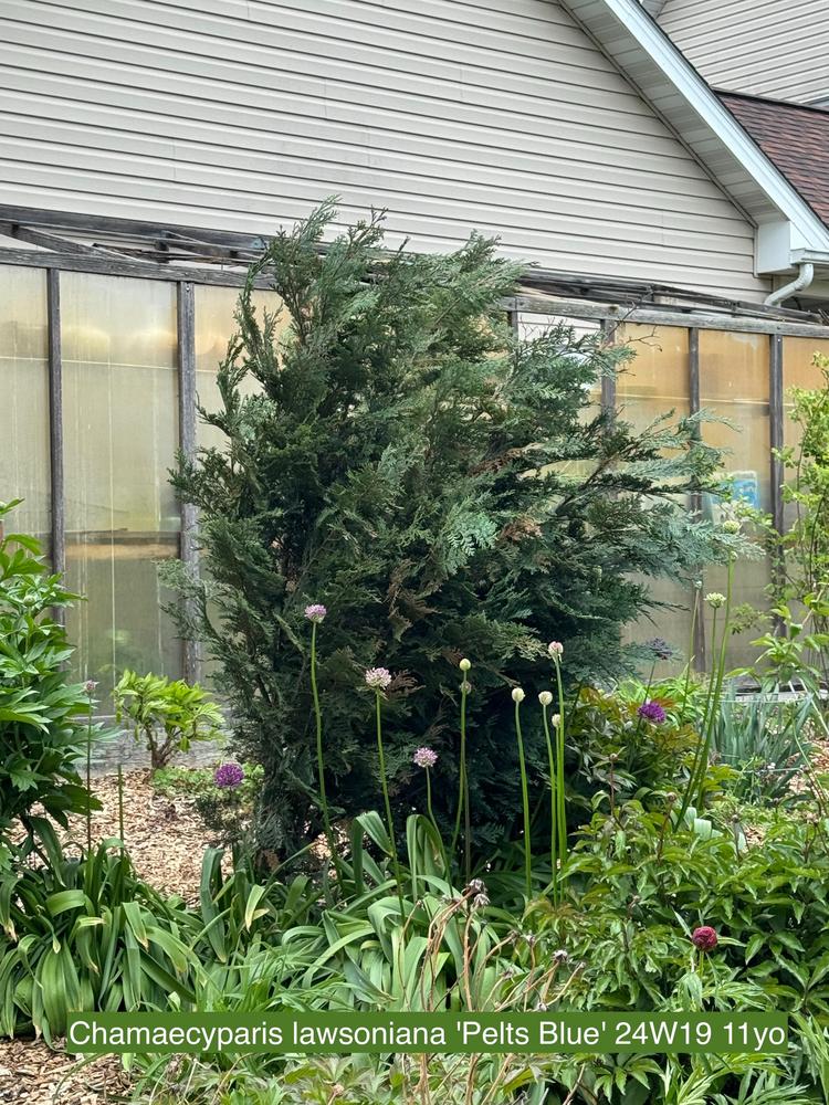 Photo of the entire plant of Lawson Cypress (Chamaecyparis lawsoniana ...