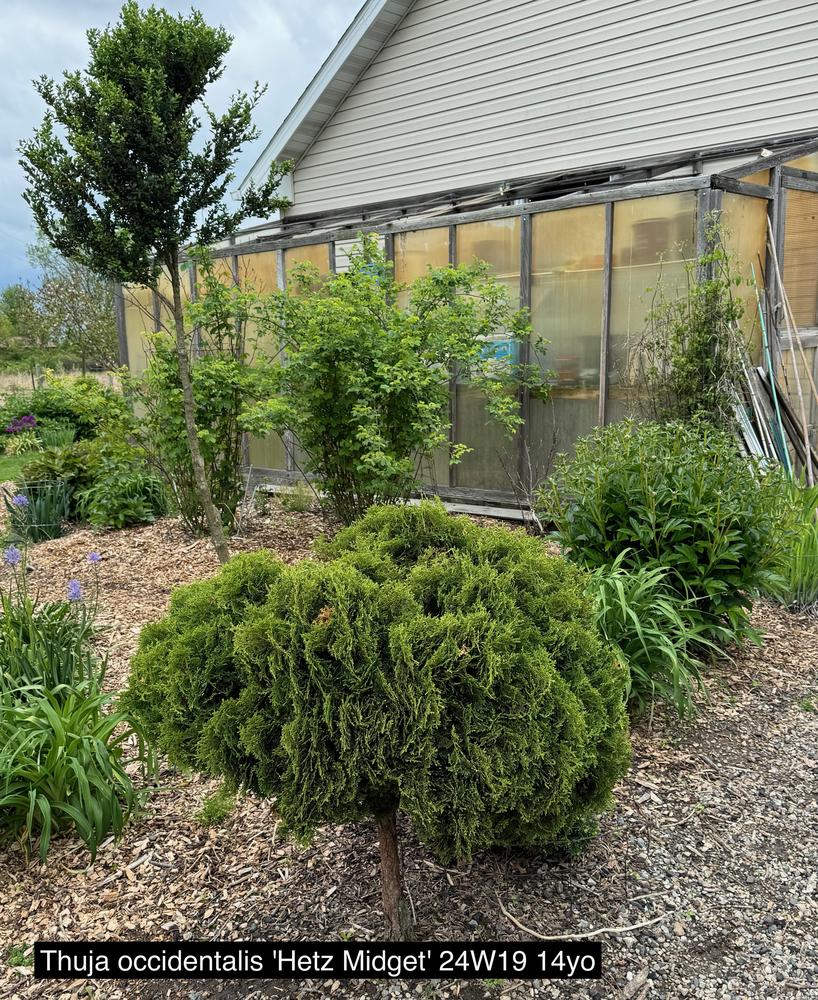 Photo of the entire plant of American Arborvitae (Thuja occidentalis ...