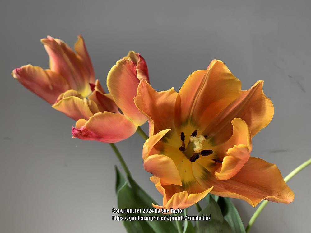 Photo of the bloom of Triumph Tulip (Tulipa 'Jimmy') posted by ...