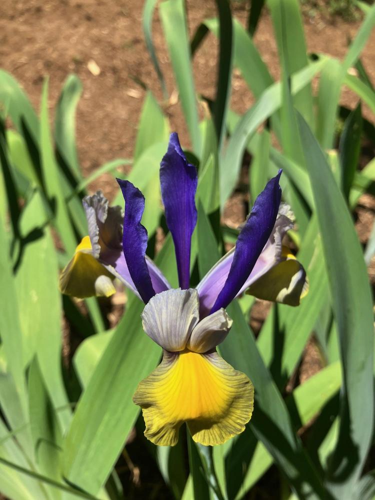Photo of the bloom of Dutch Iris (Iris 'Miss Saigon') posted by ...