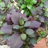 Photo of the entire plant of Joyweed (Alternanthera) posted by ...