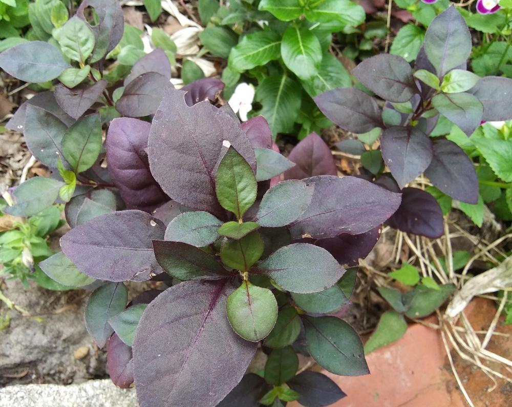 Photo of the entire plant of Joyweed (Alternanthera) posted by ...