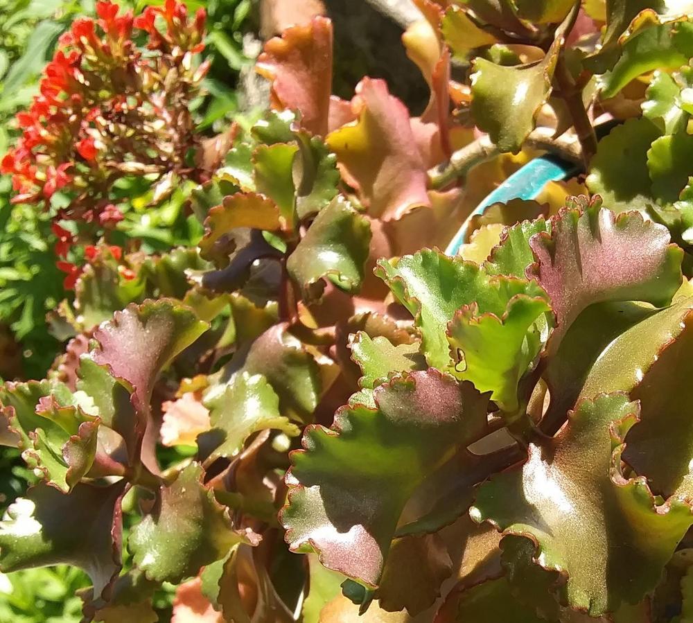 Photo of the leaves of Kalanchoe 'Maroon Krinkle' posted by purpleinopp ...
