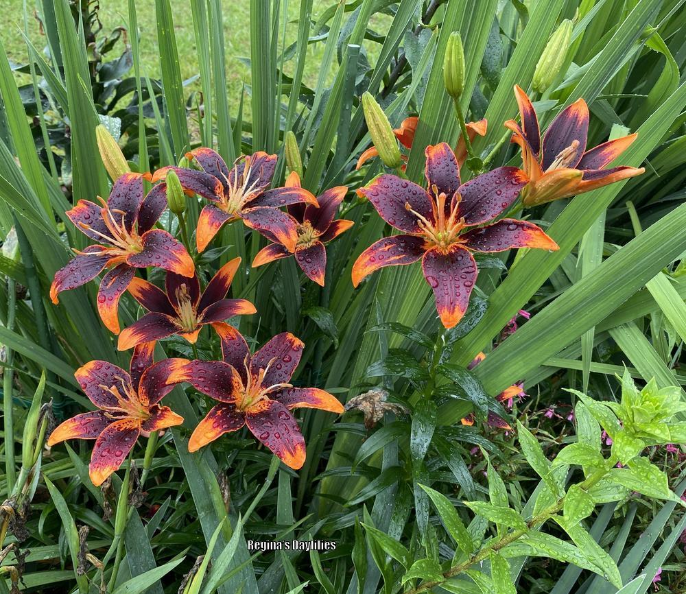 Photo of the entire plant of Lily (Lilium 'Forever Susan') posted by ...