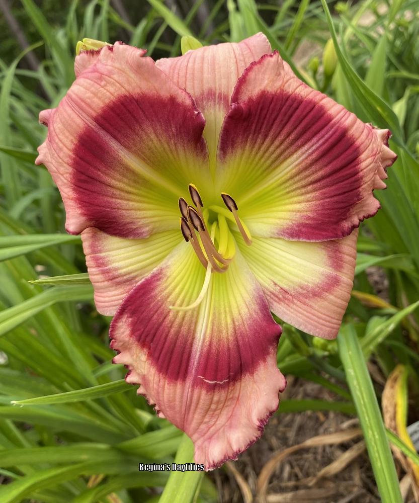 Daylily (Hemerocallis 'Adena Ida's Gem') in the Daylilies Database ...