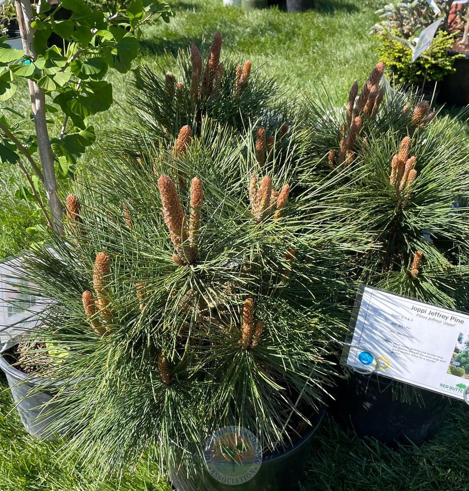Photo of the entire plant of Jeffrey Pine (Pinus jeffreyi 'Joppi ...