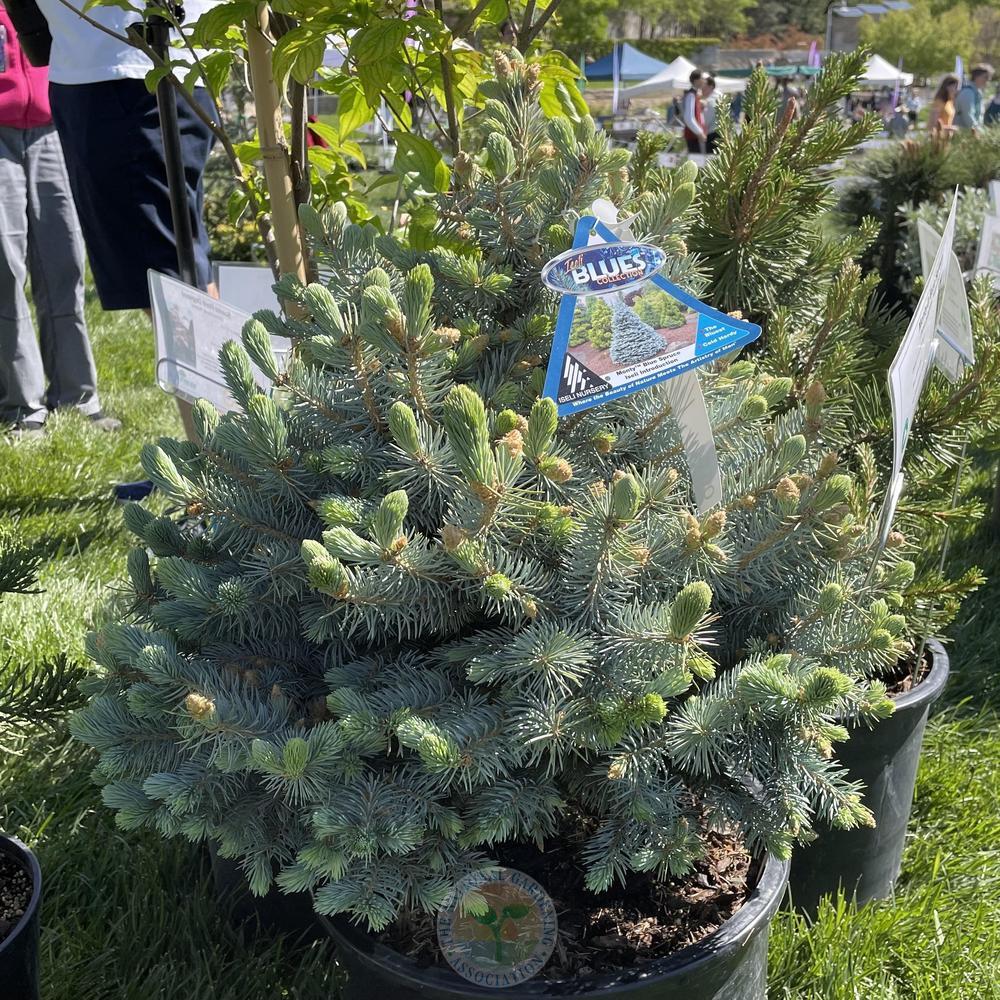 Blue Spruce (Picea pungens Monty™) in the Spruces Database - Garden.org