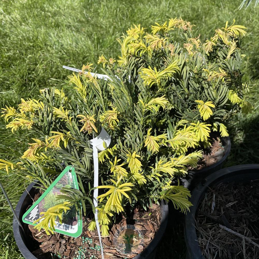 Photo of the seedling or young plant of Japanese Plum-Yew (Cephalotaxus ...