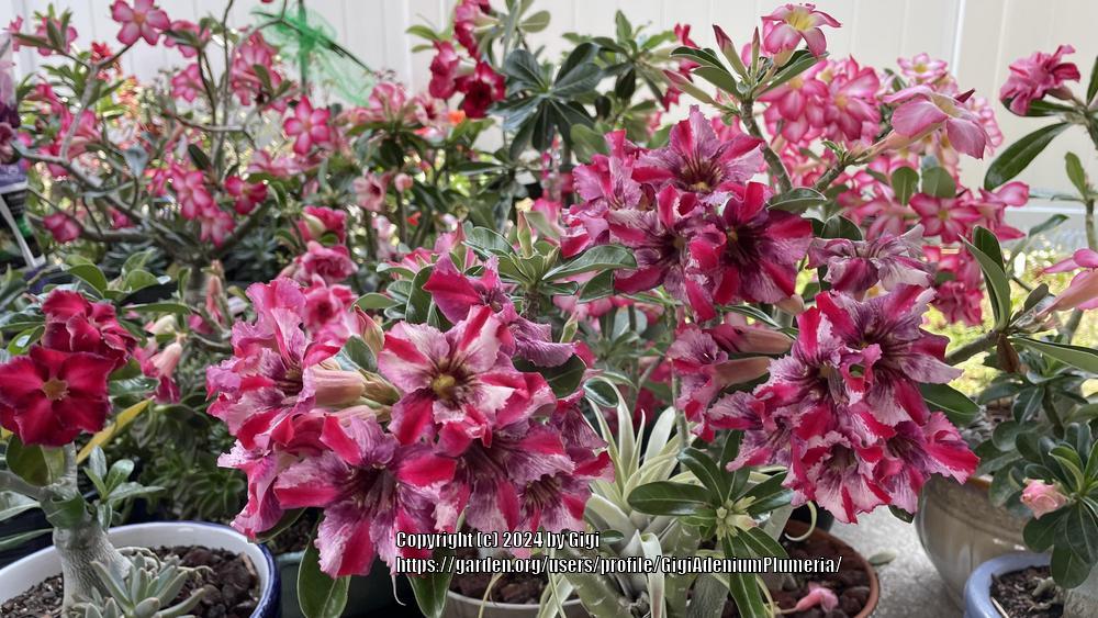 Photo of the bloom of Desert Rose (Adenium obesum 'Tavee Sap') posted ...