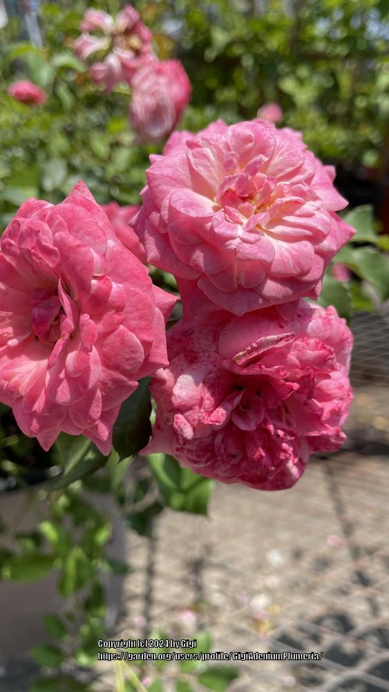 Photo of the bloom of Rose (Rosa 'Sweet Drift') posted by ...