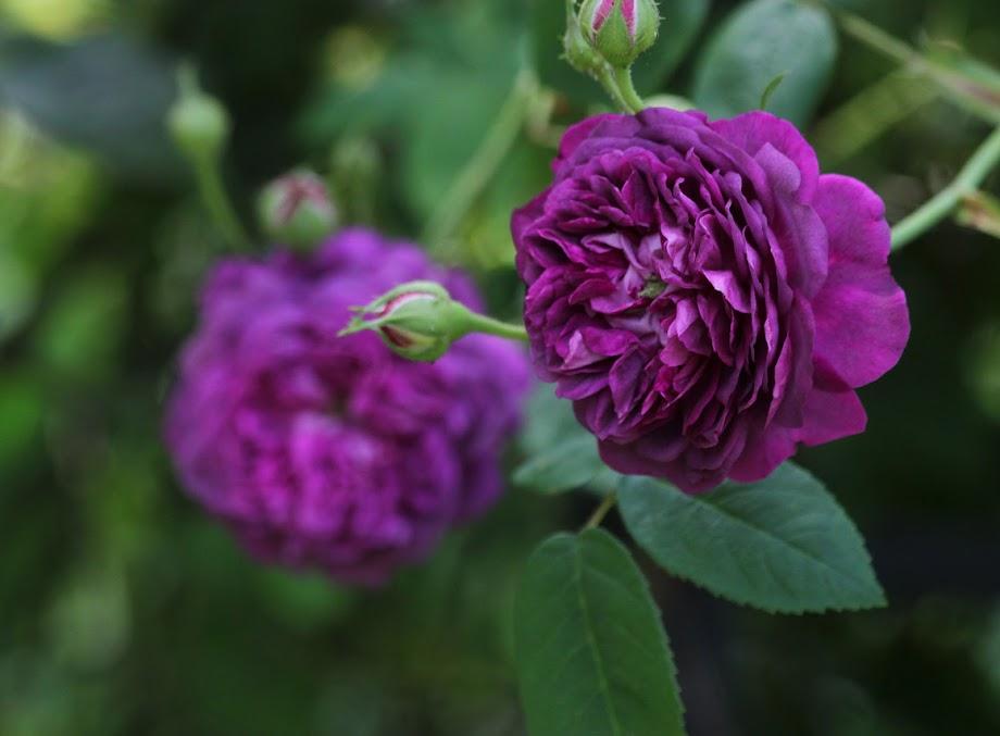 Gallica Rose (Rosa 'Canary Island Gallica') in the Roses Database ...