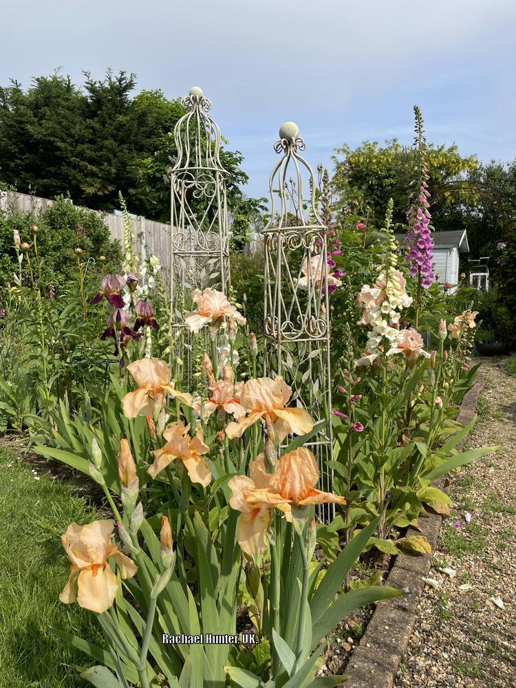 Viewing a Plant Combination by RachaelHunter - Garden.org