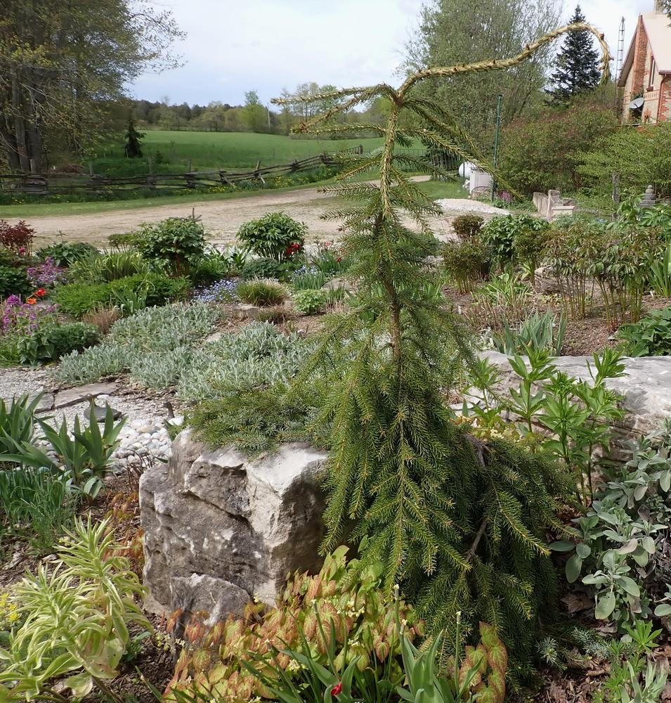 Photo of the entire plant of Weeping Serbian Spruce (Picea omorika ...