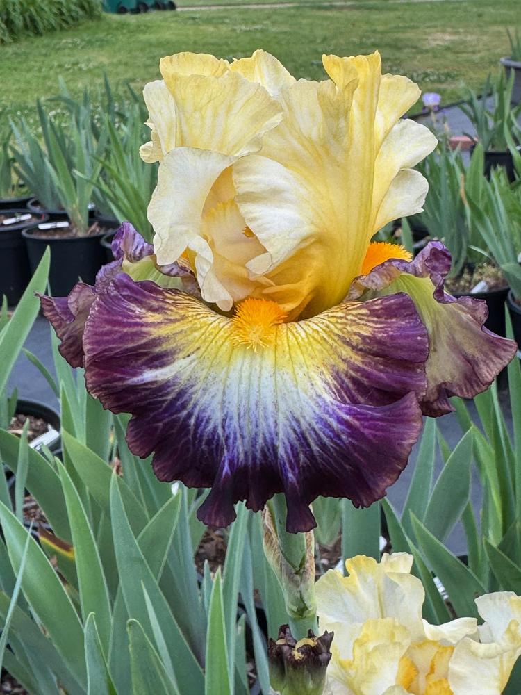 Tall Bearded Iris (Iris 'Sonic Blast') in the Irises Database - Garden.org