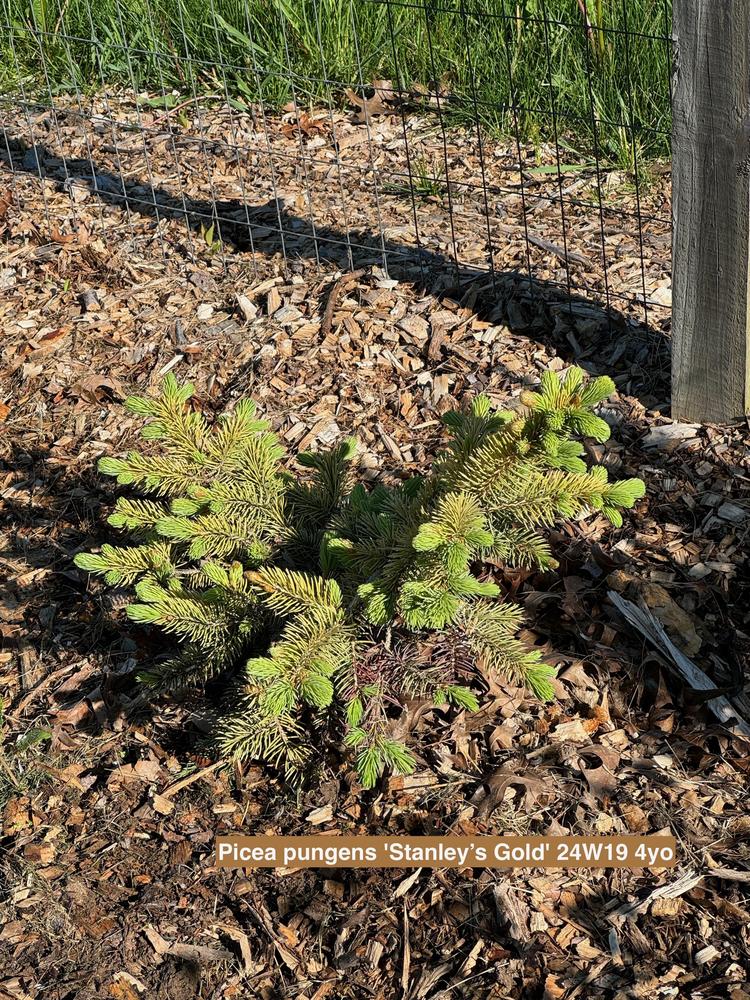 Photo of the entire plant of Spruce (Picea pungens 'Stanley Gold ...