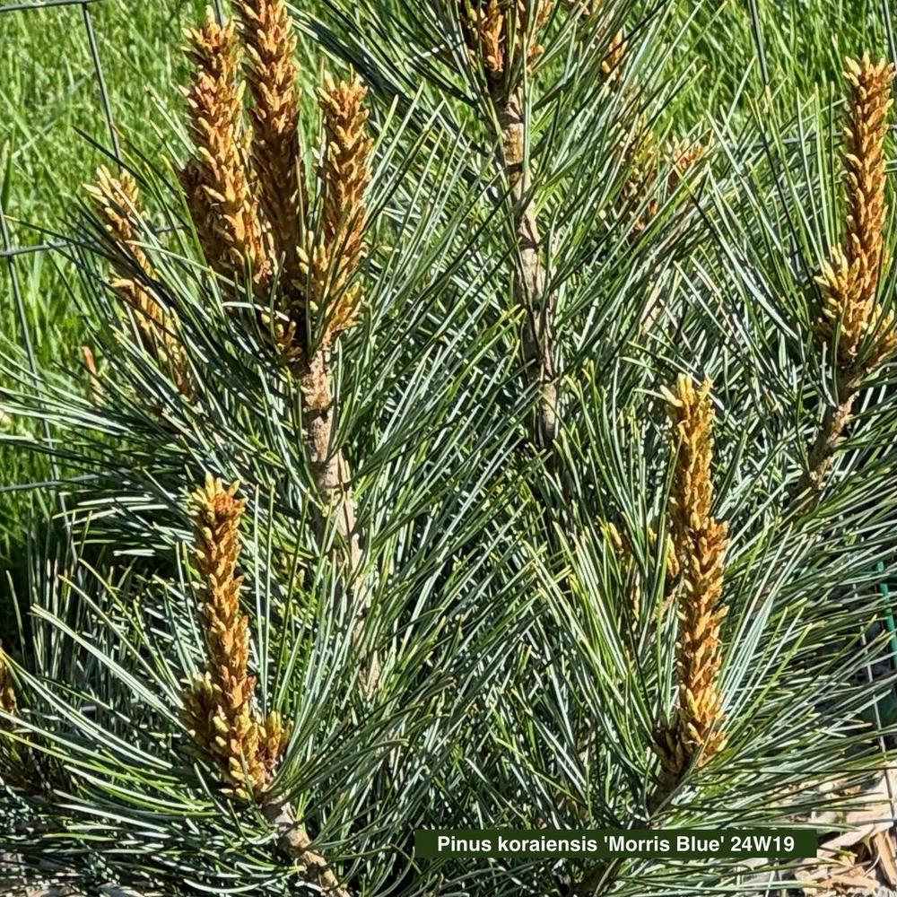 Photo of the leaves of Korean Pine (Pinus koraiensis 'Morris Blue ...