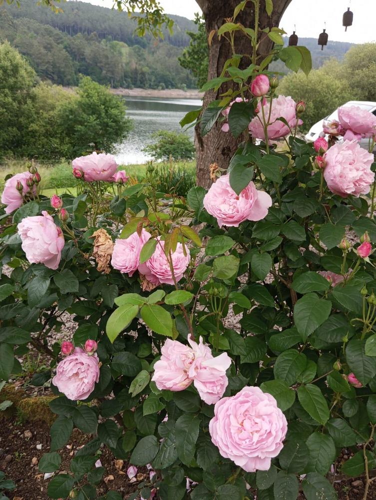 Photo of the entire plant of Rose (Rosa 'Scepter'd Isle') posted by ...