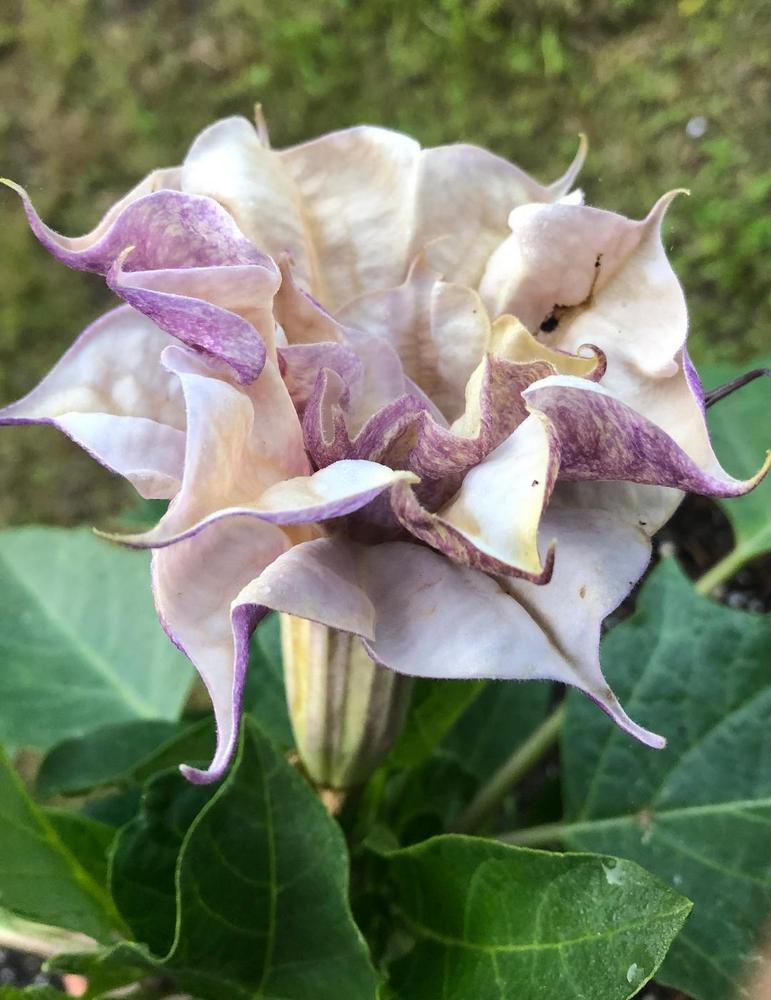Photo of the bloom of Devil's Trumpet (Datura 'Aquamarine') posted by ...