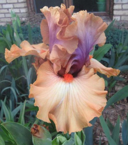Iris blooms - Jack Frost visits in the Irises forum - Garden.org