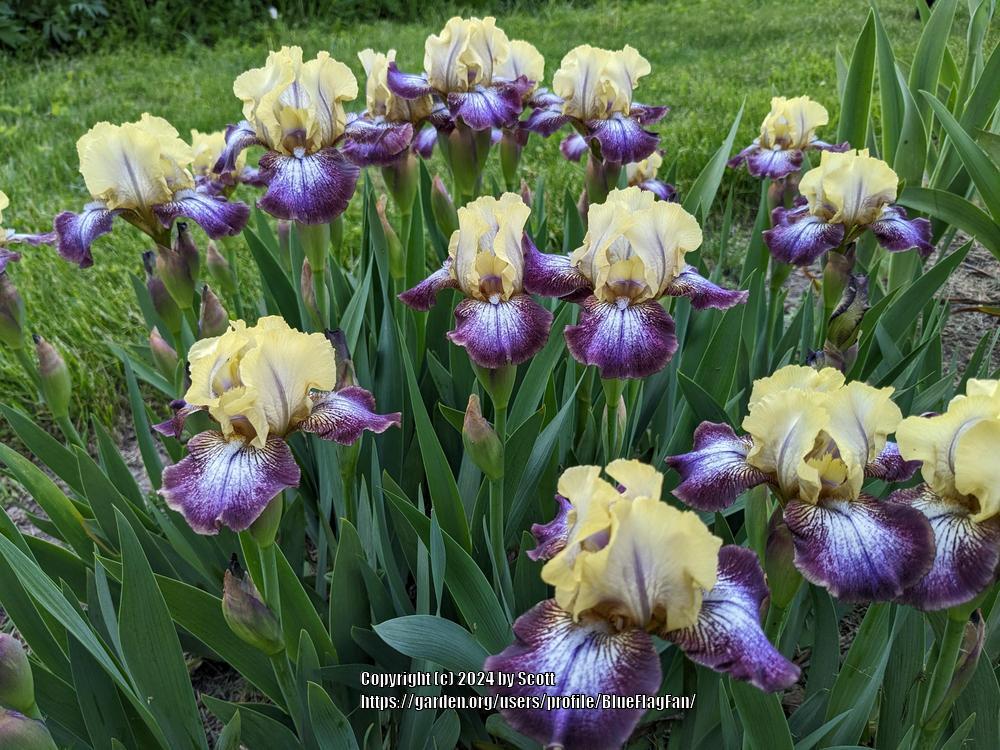 Photo of the entire plant of Intermediate Bearded Iris (Iris 'Exotic Artistry') posted by ...