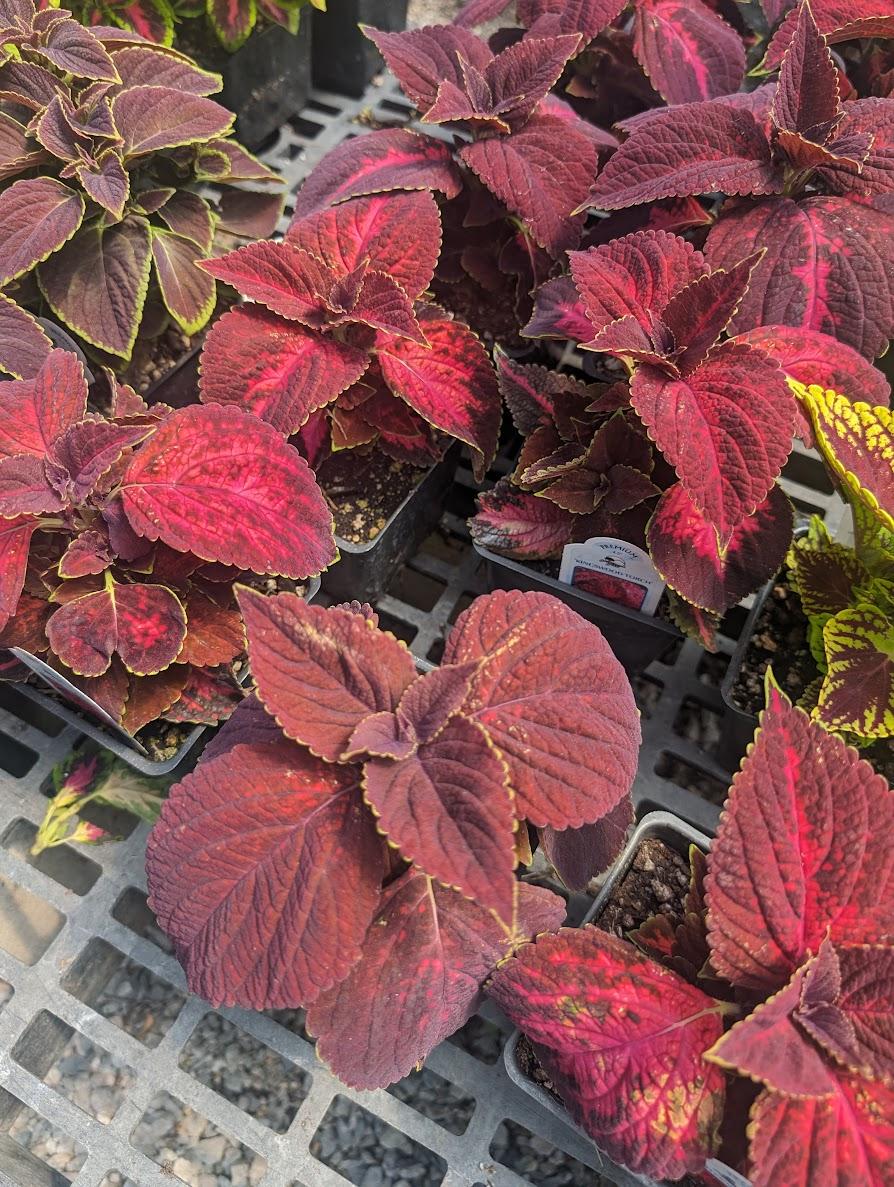 Photo of the entire plant of Coleus (Coleus scutellarioides ColorBlaze ...