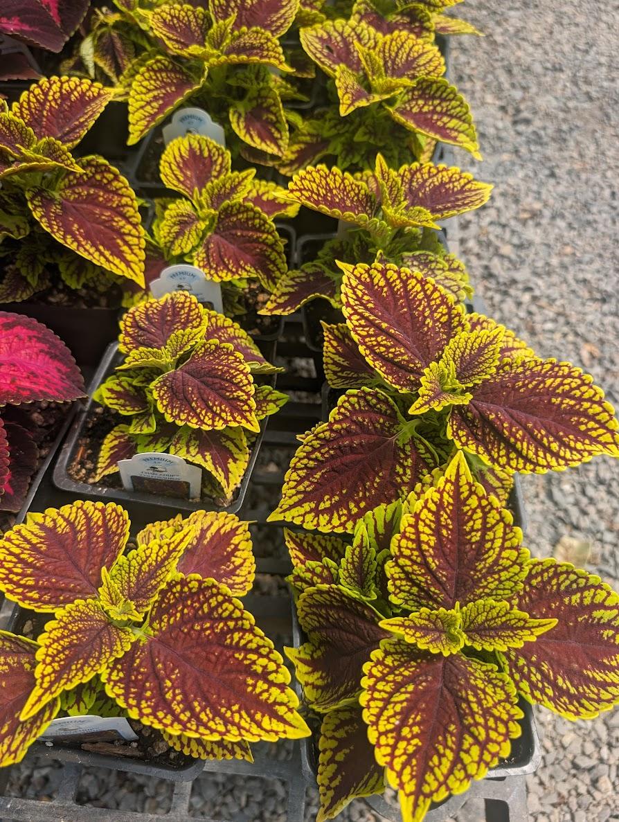 Photo of the leaves of Coleus (Coleus scutellarioides Coleosaurus ...