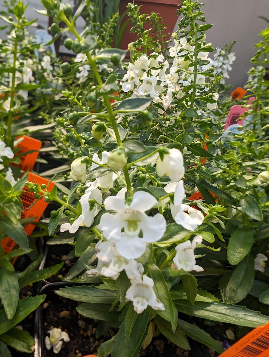 Photo of the entire plant of Summer Snapdragon (Angelonia angustifolia ...