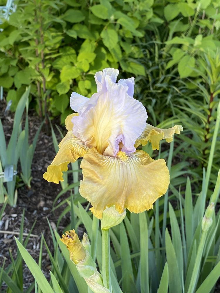 Tall Bearded Iris (Iris 'Apollo's Robe') in the Irises Database ...