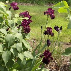 Tall Bearded Iris (Iris 'Rio Rojo') in the Irises Database - Garden.org