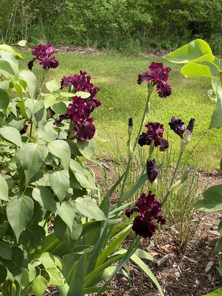 Photo of the entire plant of Tall Bearded Iris (Iris 'Rio Rojo') posted ...