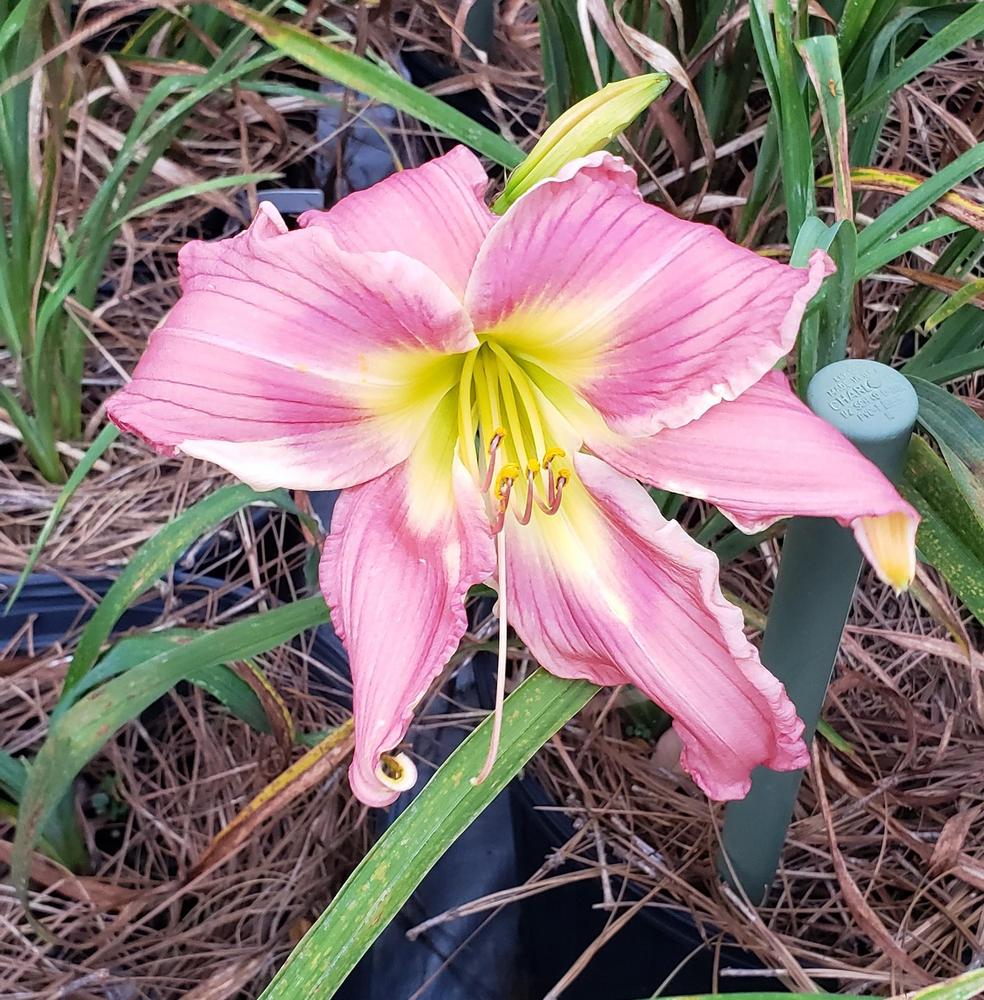 Photo of the bloom of Daylily (Hemerocallis 'Papa Goose') posted by ...