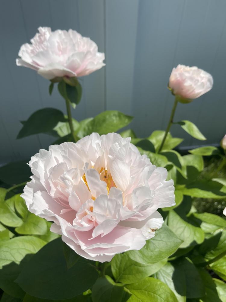 Photo of the bloom of Peony (Paeonia 'Blushing Princess') posted by ...