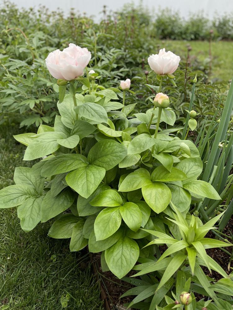 Photo of the entire plant of Peony (Paeonia 'Blushing Princess') posted ...