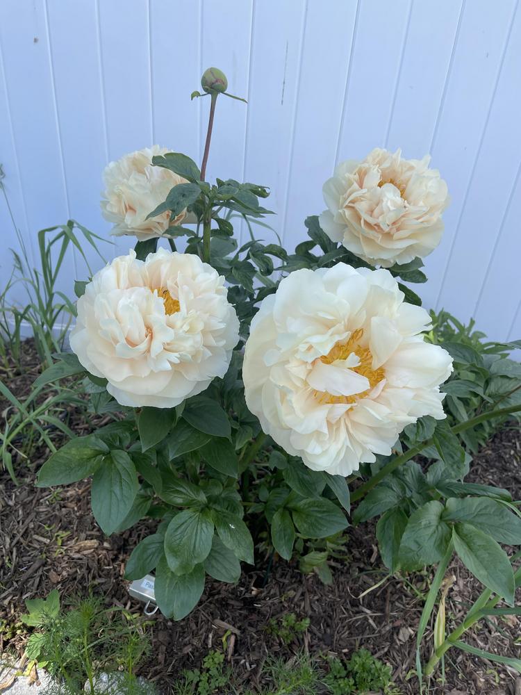 Photo of the entire plant of Peony (Paeonia 'Pastelegance') posted by Minyatur - Garden.org