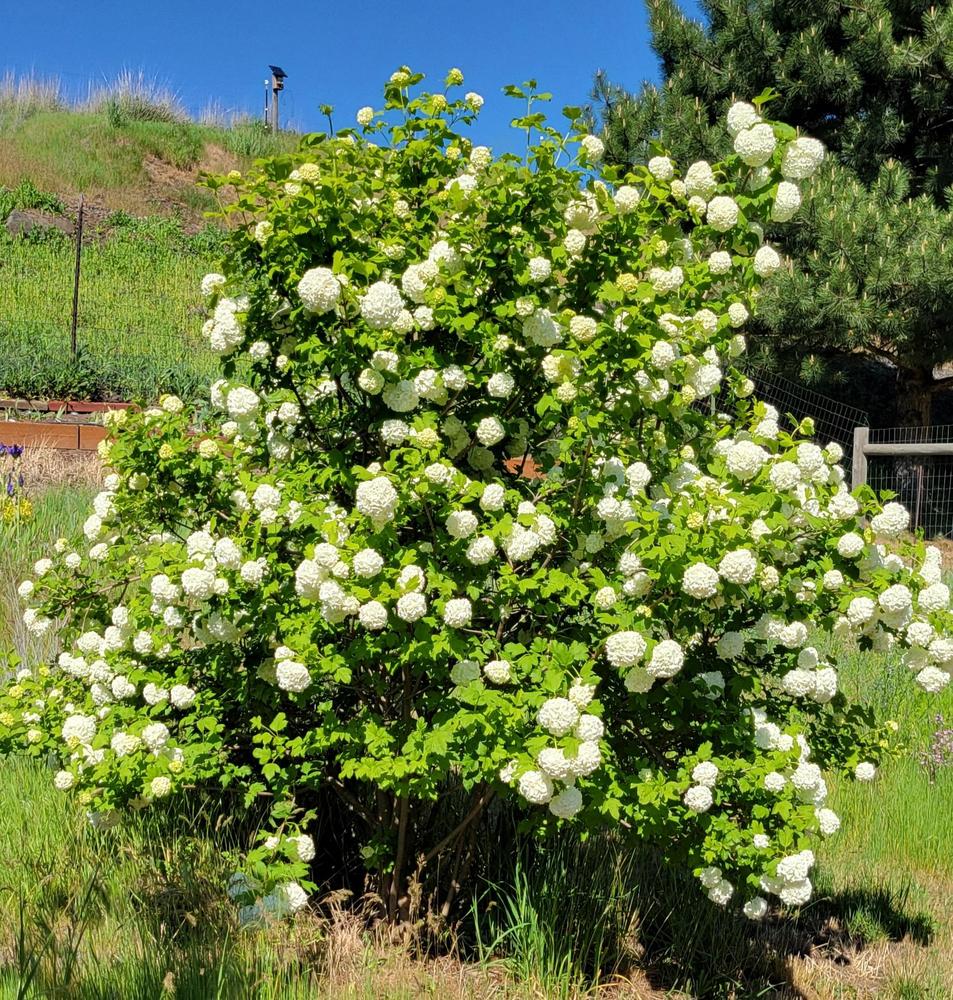 Photo of the entire plant of European Snowball Bush (Viburnum opulus ...