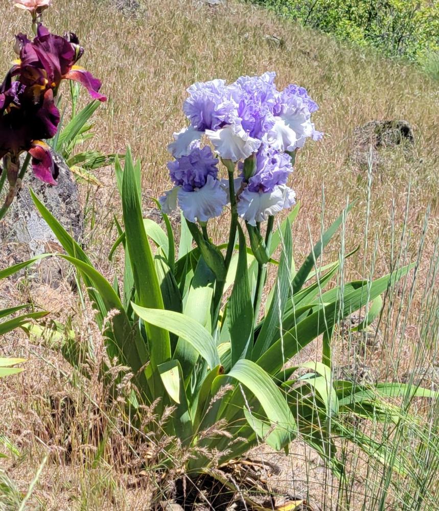 Photo of the entire plant of Tall Bearded Iris (Iris 'Fogbound') posted by Natalie - Garden.org