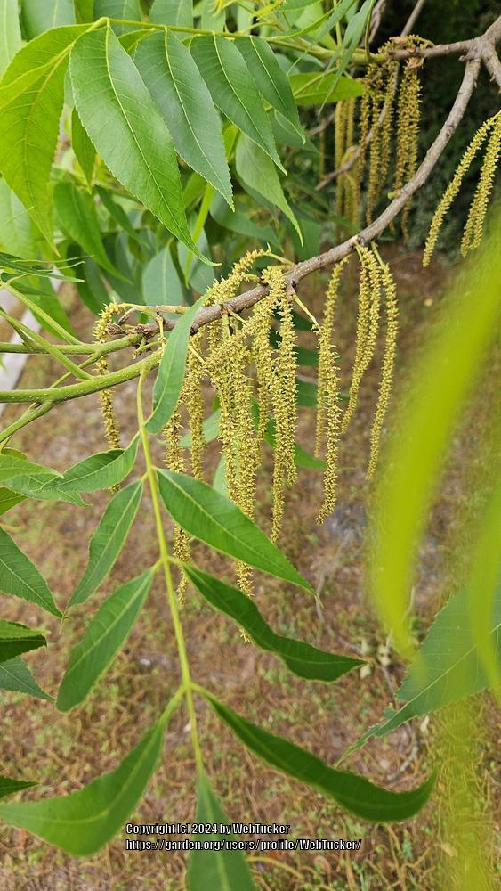 Photo of the bloom of Pecans (Carya illinoinensis) posted by WebTucker ...