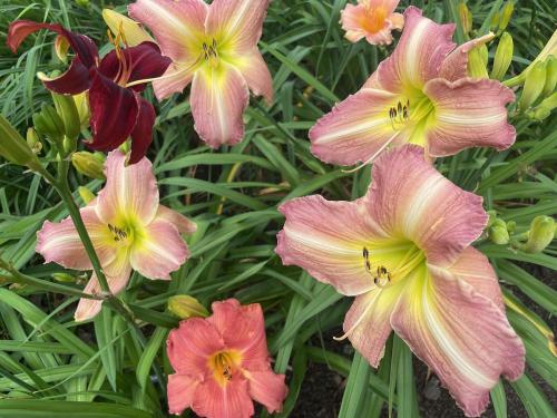 Daylily of the Day: George Caleb Bingham in the Plants of the Day forum ...